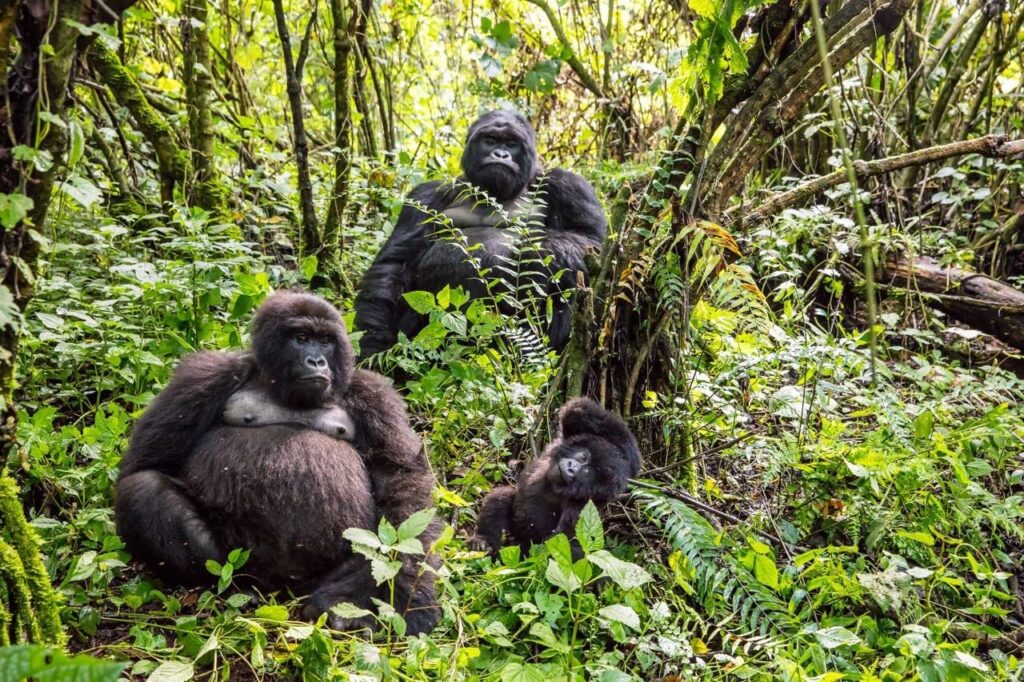 Virunga National Park: A Strategic Lever for the Sustainable ...